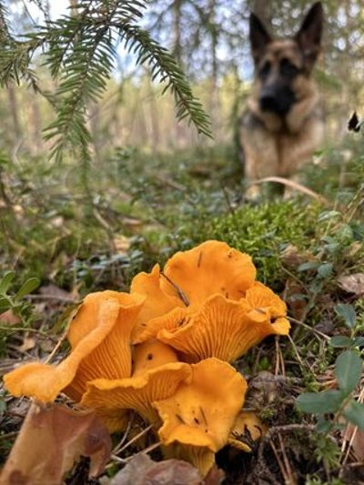FOTOD | Erakordne seeneaasta: need on konkursi FOTOD | Erakordne seeneaasta: need on konkursi